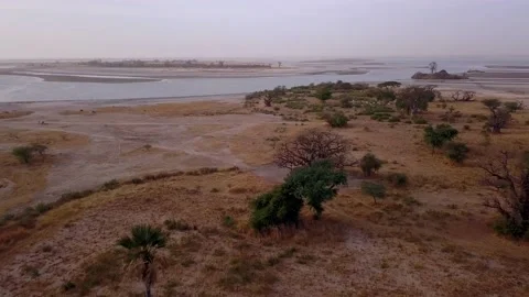 Cows in dry grassland oasis with tropica... | Stock Video | Pond5