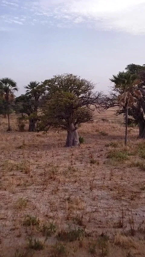 Cows in dry grassland oasis with tropica... | Stock Video | Pond5