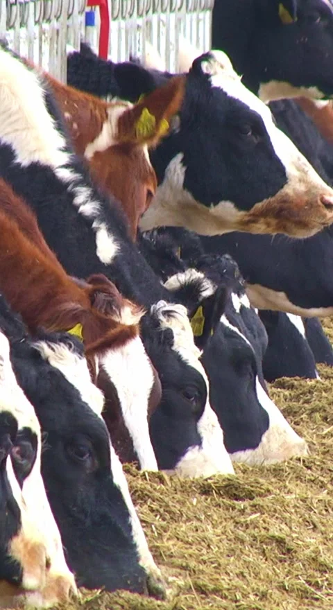 Milk Cows Dairy Farm Farm Stock Footage ~ Royalty Free Stock Videos | Pond5