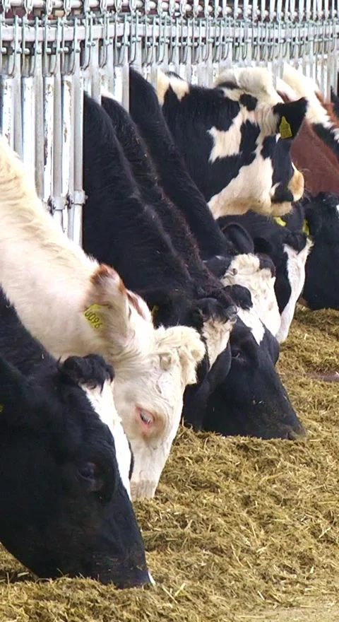 Milk Cows Dairy Farm Farm Stock Footage ~ Royalty Free Stock Videos | Pond5