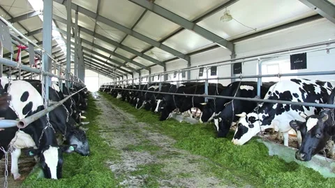 Animated Barn Stock Videos – Royalty-Free HD & 4K Videos