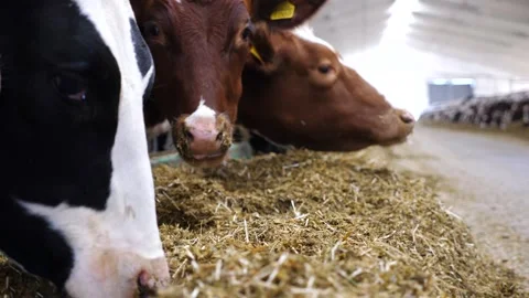 Cows eating silage on modern dairy farm.... | Stock Video | Pond5