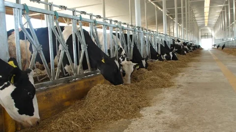 Cow Feeding Stock Videos – Royalty-Free HD & 4K Videos