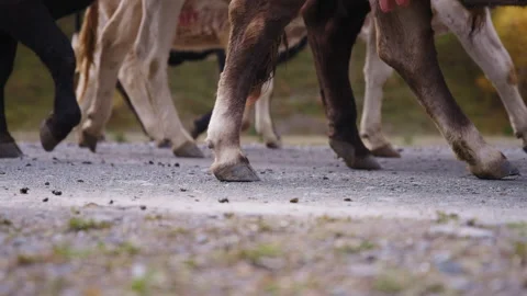 Cows' feet walking view | Stock Video | Pond5