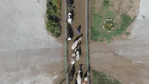 The cows go to the barn. Dairy farm. Vie... | Stock Video | Pond5