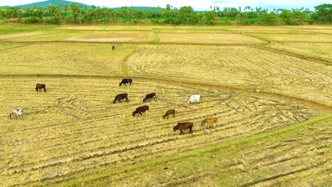 Cows Grazing in the Paddy Field - Aerial... | Stock Video | Pond5