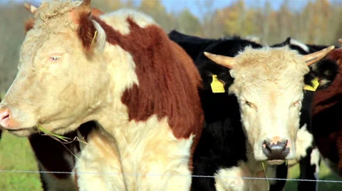 Nothing But Cattle Stock Videos – Royalty-Free HD & 4K Videos