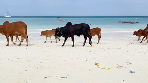 Comnc Cows Stock Videos – Royalty-Free HD & 4K Videos | Pond5