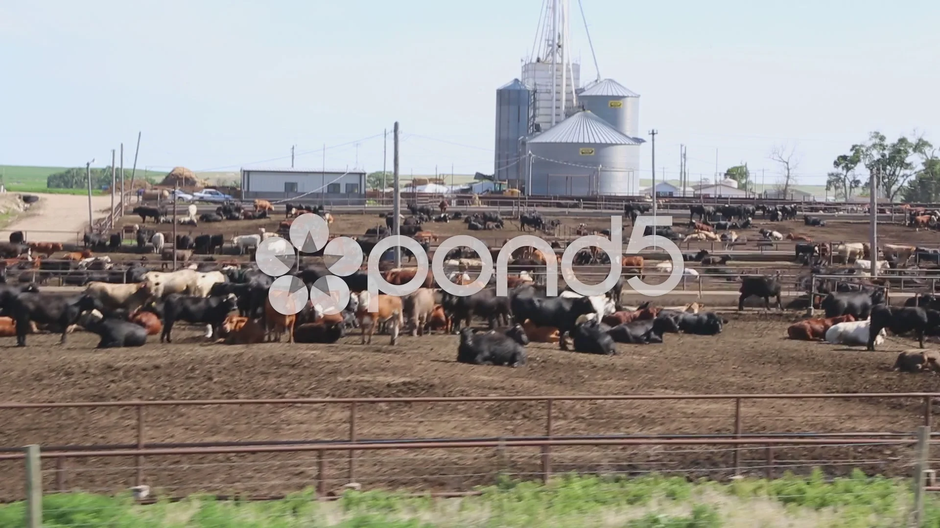 Cattle Stockyard