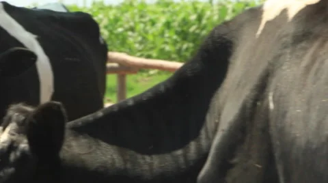 Cows Mating Animal Cow Bulls Stock Video Footage | Royalty Free Cows ...