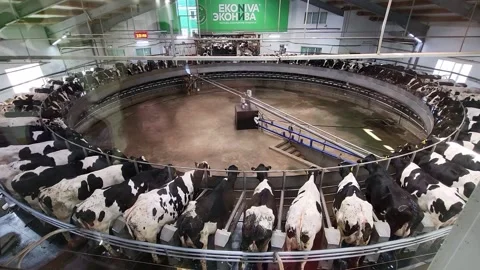 Cows at Milk Production Factory. Process... | Stock Video | Pond5