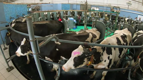Milk Carousel Stock Video Footage | Royalty Free Milk Carousel Videos ...