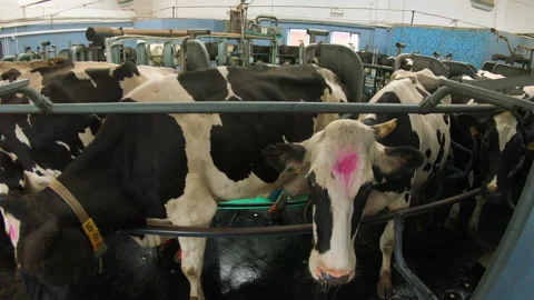 Milk Carousel Stock Video Footage | Royalty Free Milk Carousel Videos ...
