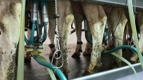 Cows with milking machine at rotary parl... | Stock Video | Pond5