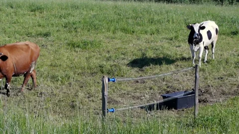 Cow Moo Stock Footage ~ Royalty Free Stock Videos | Pond5