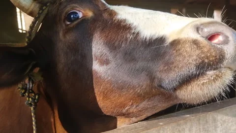 Cow's muzzle. Close-up of a cow's nose a... | Stock Video | Pond5
