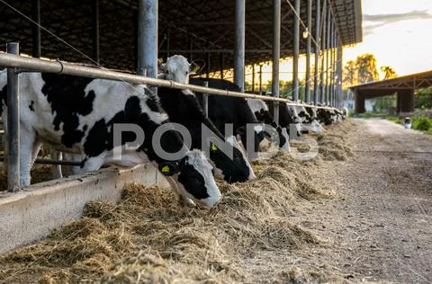 Cows in a paddock on a farm eat hay. Lots of cows in a barn ~ Premium ...