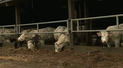 Cow Speaker Stock Video Footage | Royalty Free Cow Speaker Videos | Pond5