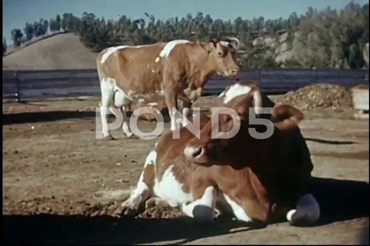 Cow Chewing Cud Gif