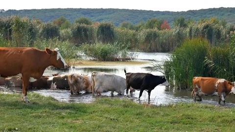 Cows on river. Cows Drinking In The Wate... | Stock Video | Pond5