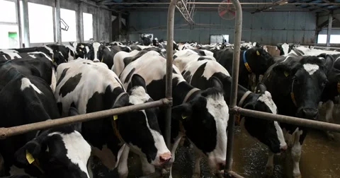 Milk Cows Farm Milkmaid Farm Stock Video Footage | Royalty Free Milk ...