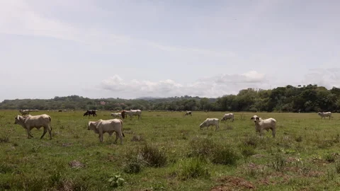 Cows Walking in a Field. Jaco, Costa Ric... | Stock Video | Pond5