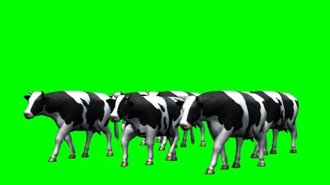 Cows Walking Green Screen Animation | Stock Video | Pond5