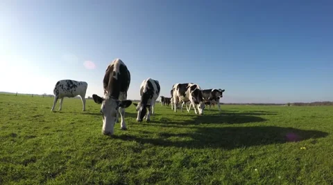 Cow Stock Video Footage | Royalty Free Cow Videos | Pond5