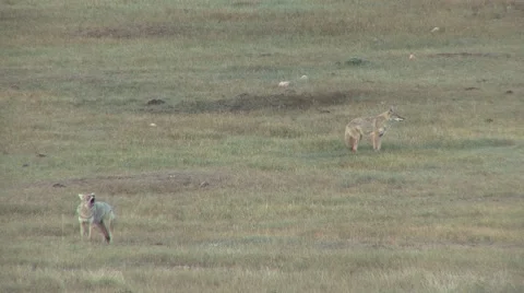 Immature Stock Videos – Royalty-Free HD & 4K Videos | Page 4