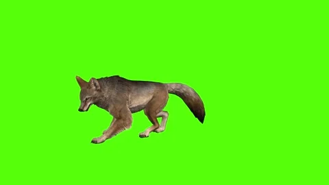 Coyote Attack Green Screen Animation 4K ... | Stock Video | Pond5