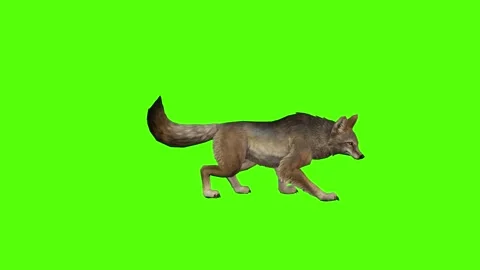 Coyote Bite Green Screen Animation 4K Re... | Stock Video | Pond5
