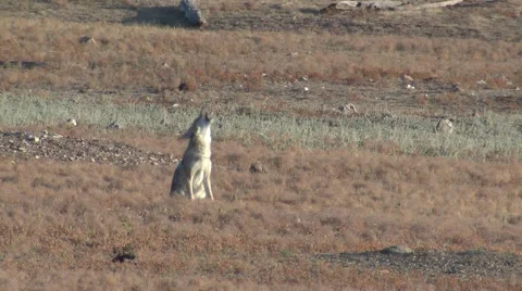 Coyotes Howling Stock Footage ~ Royalty Free Stock Videos | Pond5