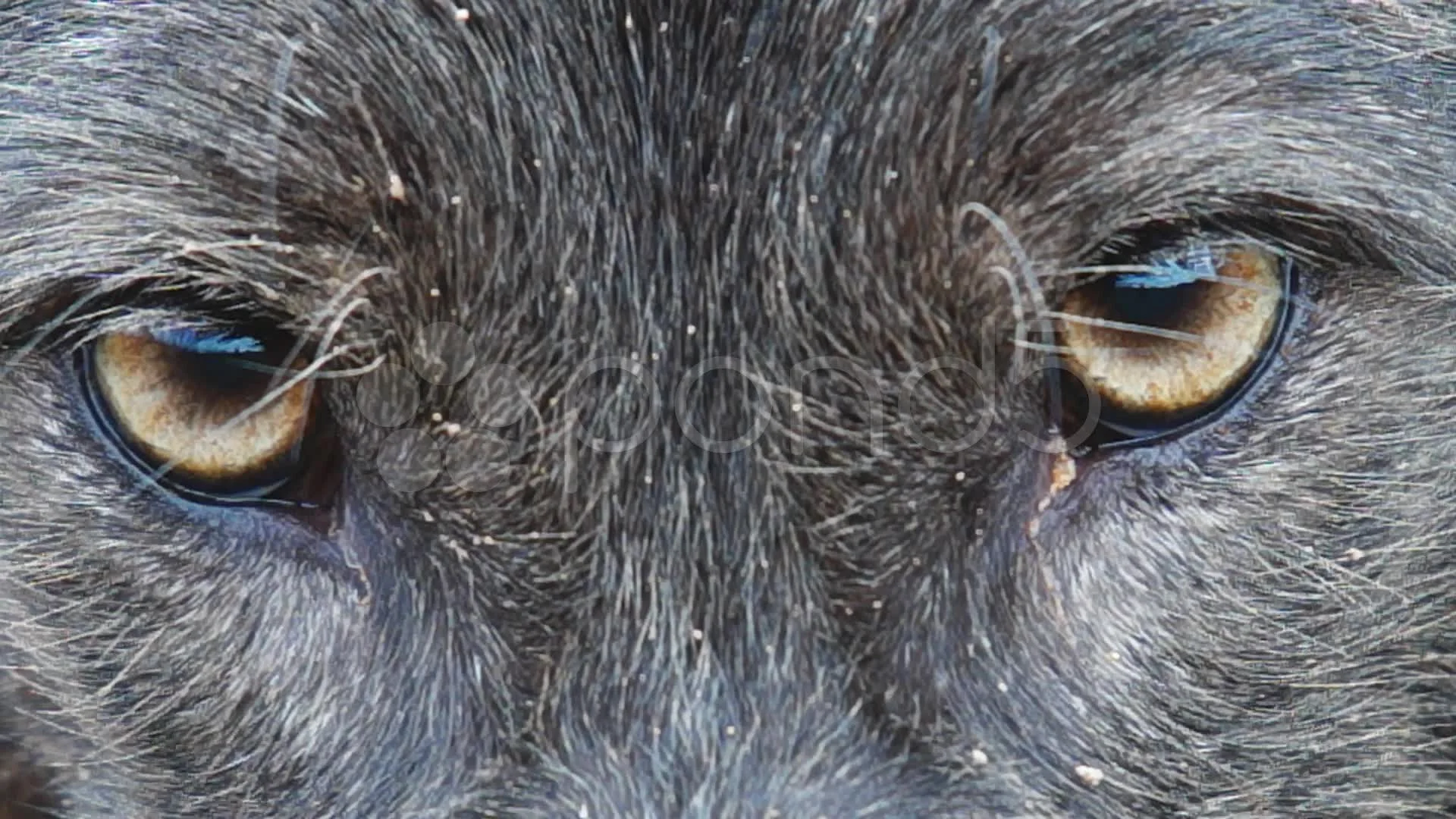 Coyote Eyes In The Dark