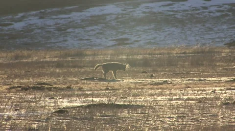 Pooping Dog Stock Video Footage | Royalty Free Pooping Dog Videos | Pond5