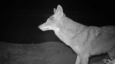 Coyote Stock Video Footage | Royalty Free Coyote Videos | Pond5