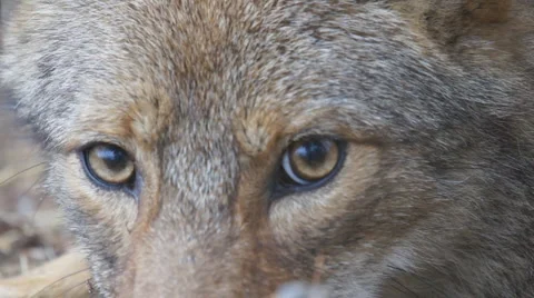 Coyote Attack Stock Footage ~ Royalty Free Stock Videos | Pond5