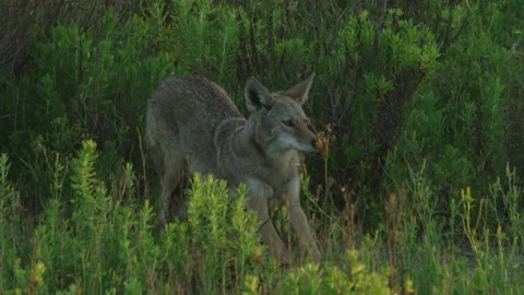 Coyote Stretches Back and Lets out and E... | Stock Video | Pond5