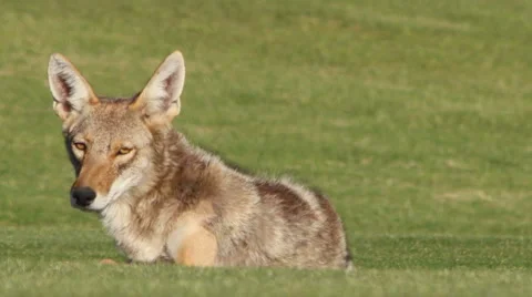Coyote Summer Heat | Stock Video | Pond5