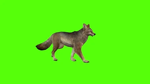 Coyote Walking Green Screen Animation 4K... | Stock Video | Pond5