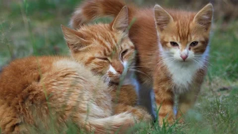 Bewildered Stock Video Footage | Royalty Free Bewildered Videos | Pond5