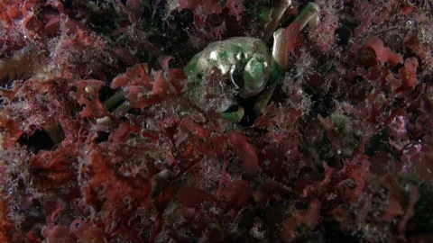Crab in algae of seabed underwater in Ka... | Stock Video | Pond5