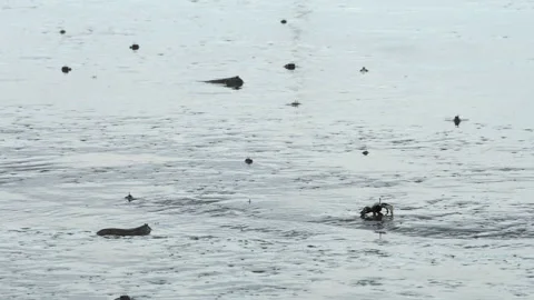 Crab and Mutsugoro that inhabit the tida... | Stock Video | Pond5