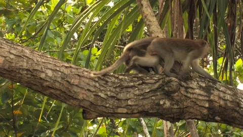 The crab-eating macaque, long-tailed mac... | Stock Video | Pond5