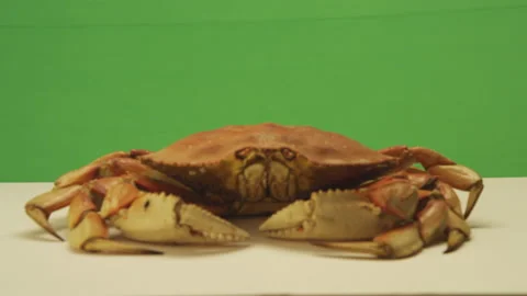 Crab Green Screen Stock Footage ~ Royalty Free Stock Videos | Pond5