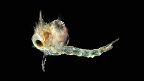 The crab larva under the microscope, cal... | Stock Video | Pond5