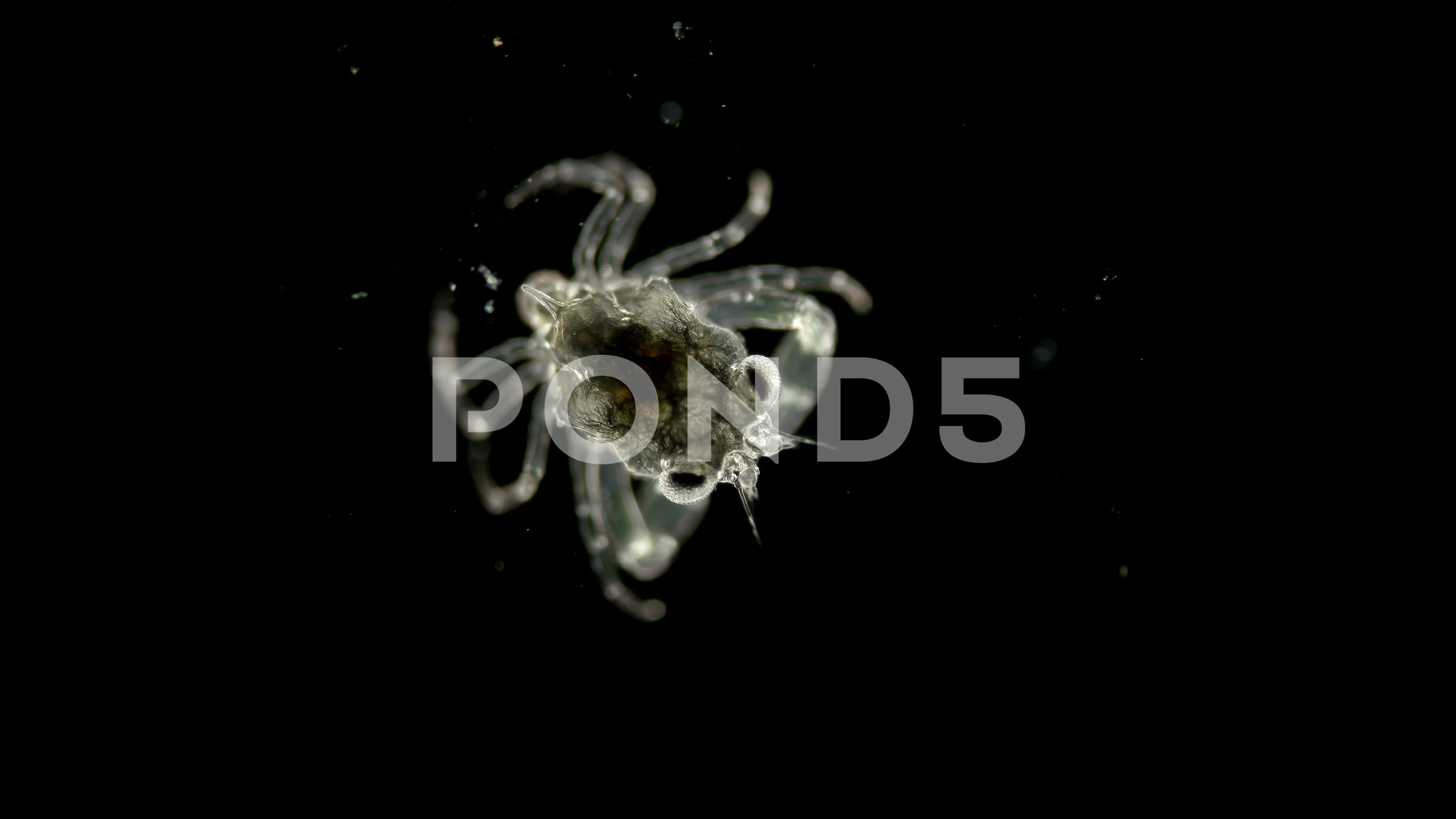 Microscopic Crabs Crab Megalops Larva | KI Image Awards Archive
