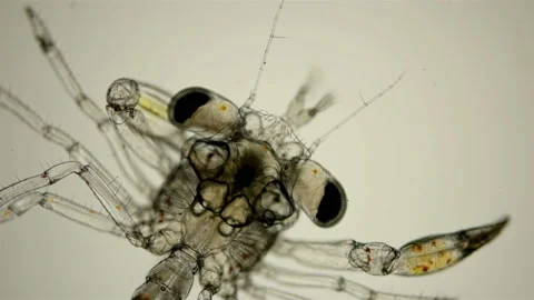 The crab larva under the microscope, at ... | Stock Video | Pond5