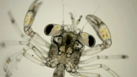 The crab larva under the microscope, at ... | Stock Video | Pond5