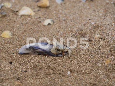 Photograph: A crab lies on a shell on a sandy sunny beach. Space for ...