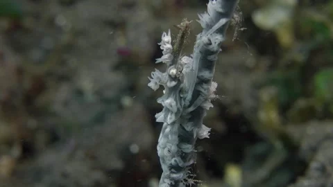 crab masquerading as coral | Stock Video | Pond5